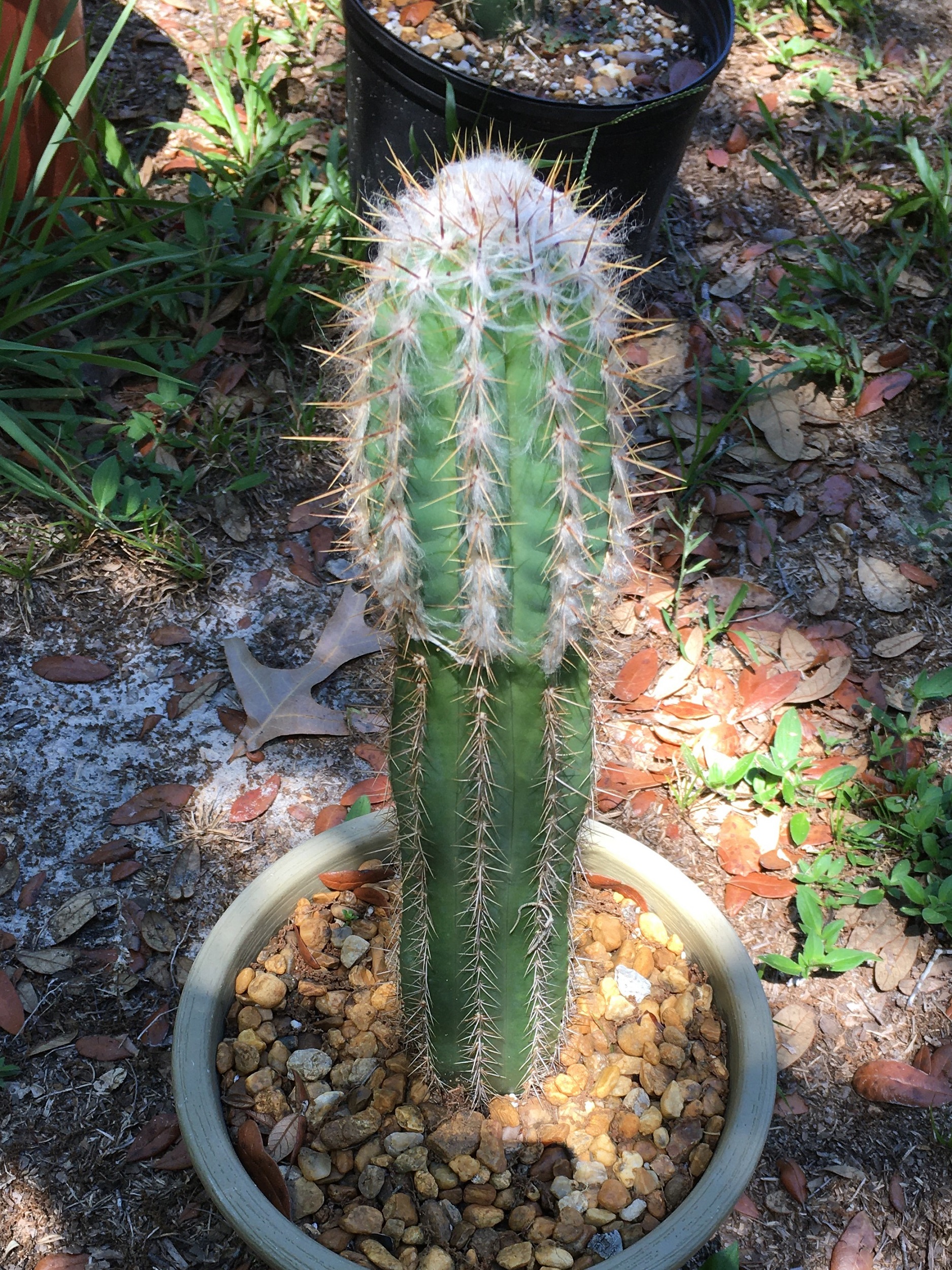 Uncommon Columnar Cacti growing in the Nursery - Cactus Island