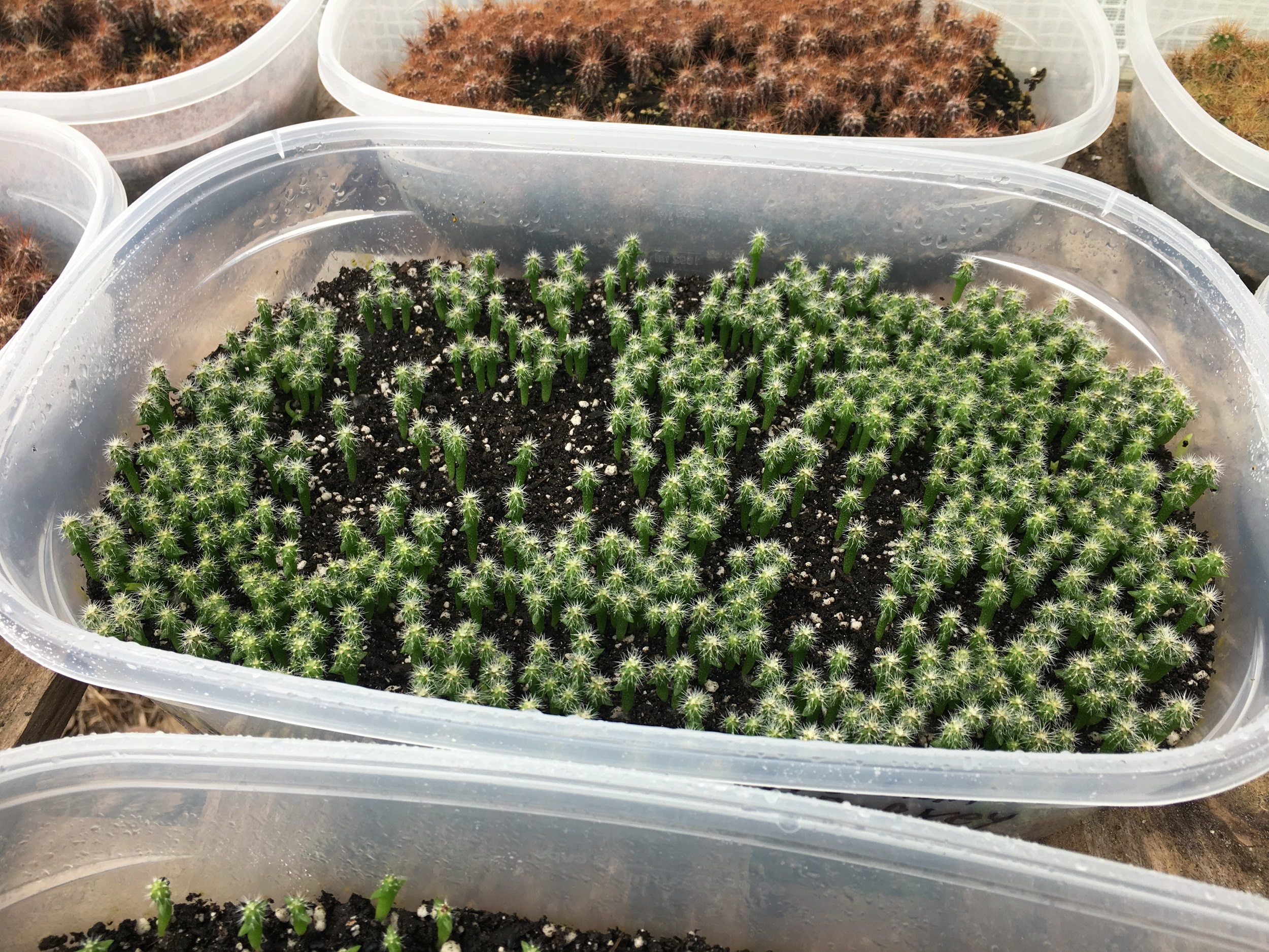 The Key Tree Cactus at Cactus Island - Cactus Island