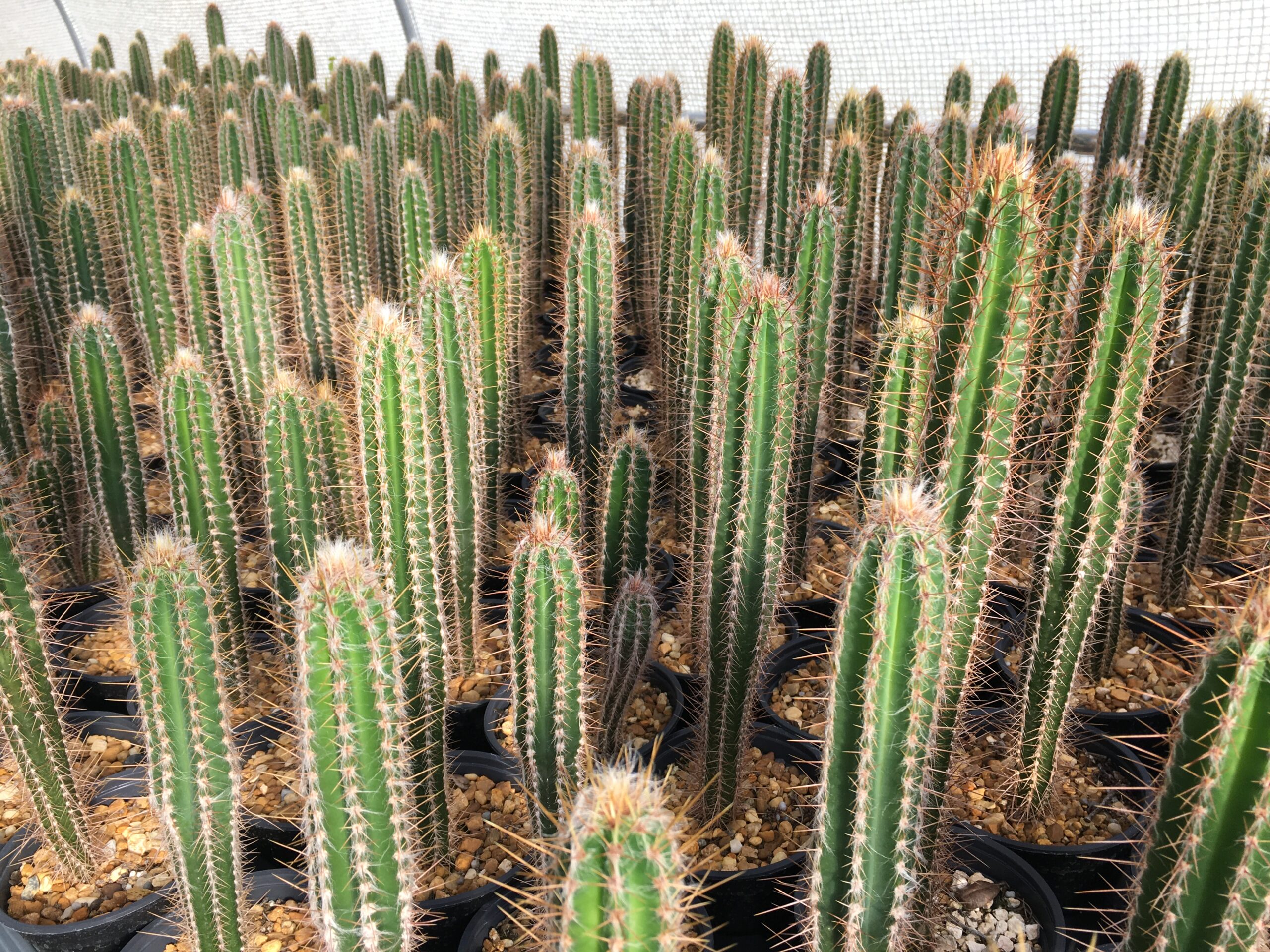 About Cactus Island Nursery - Cactus Island Nursery