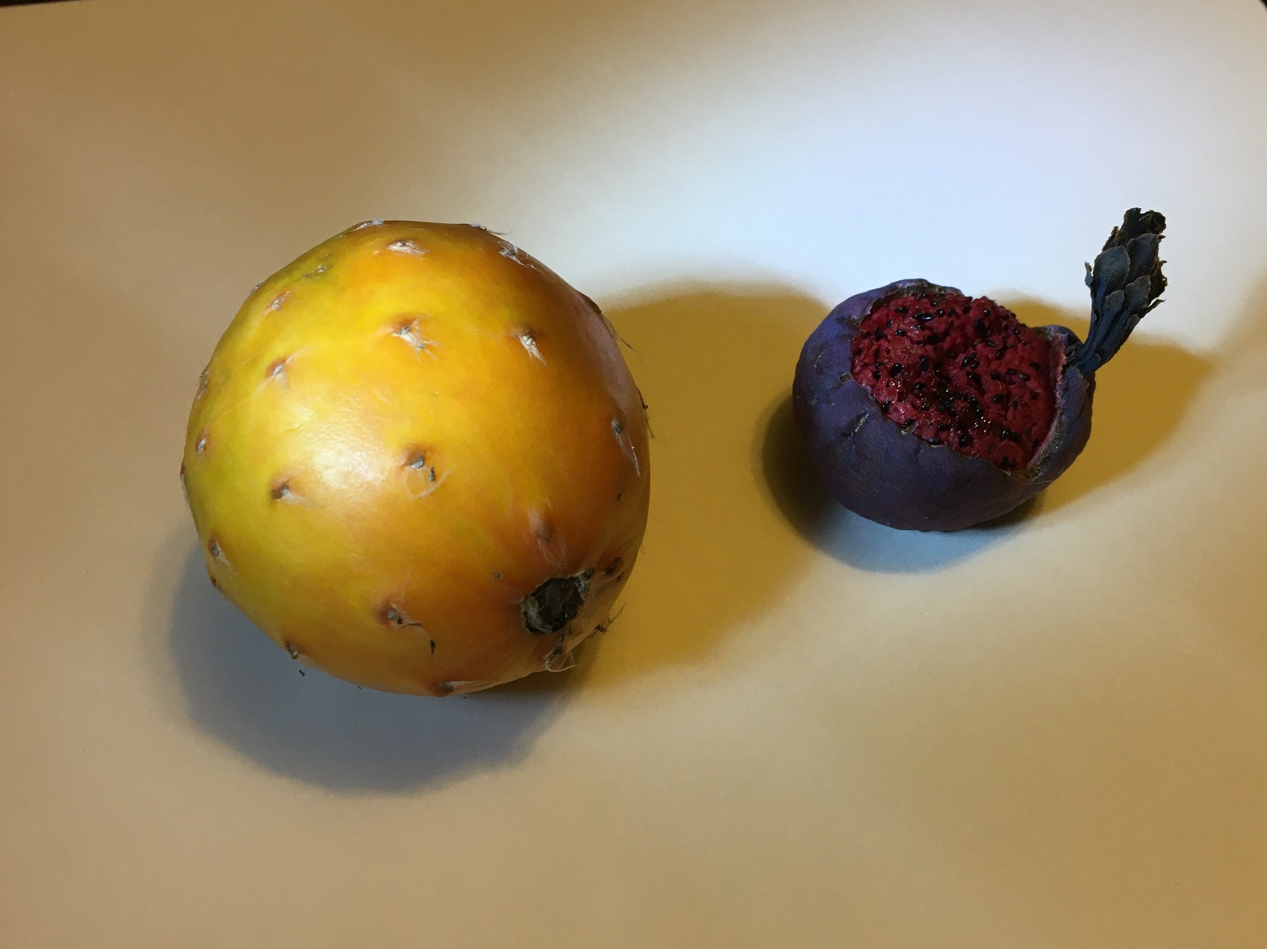 The Key Tree Cactus at Cactus Island - Cactus Island